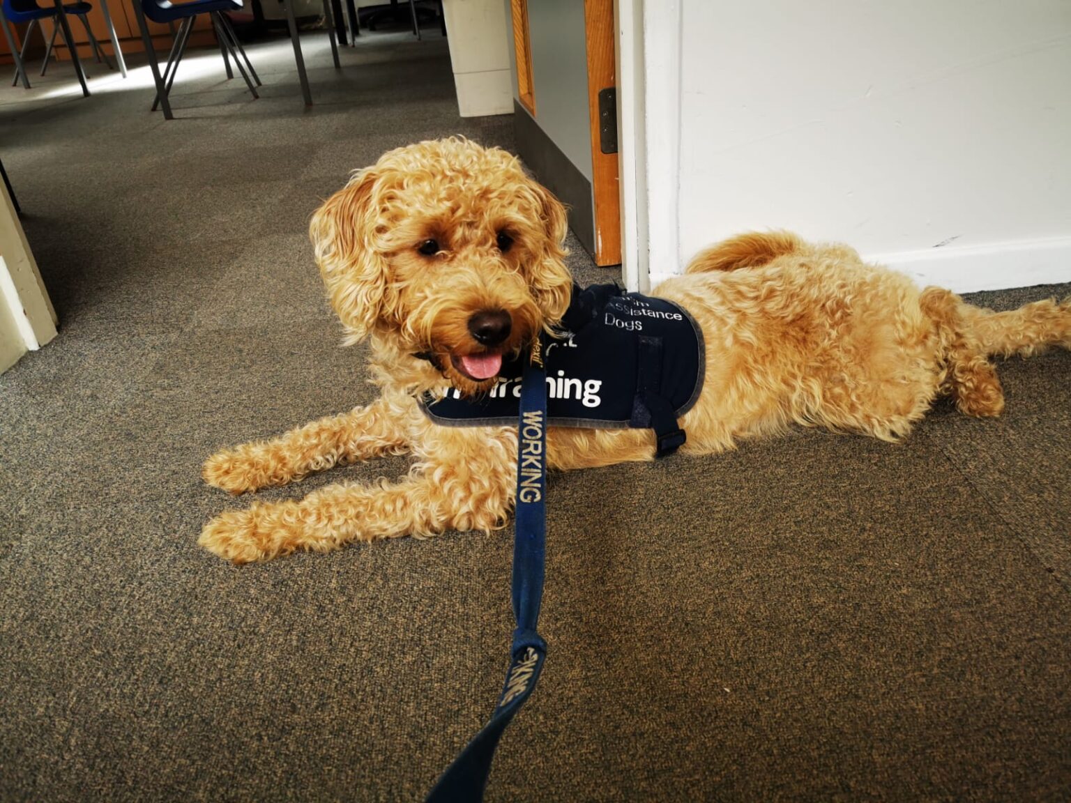 Colin the Dog - Burnham Copse Primary School